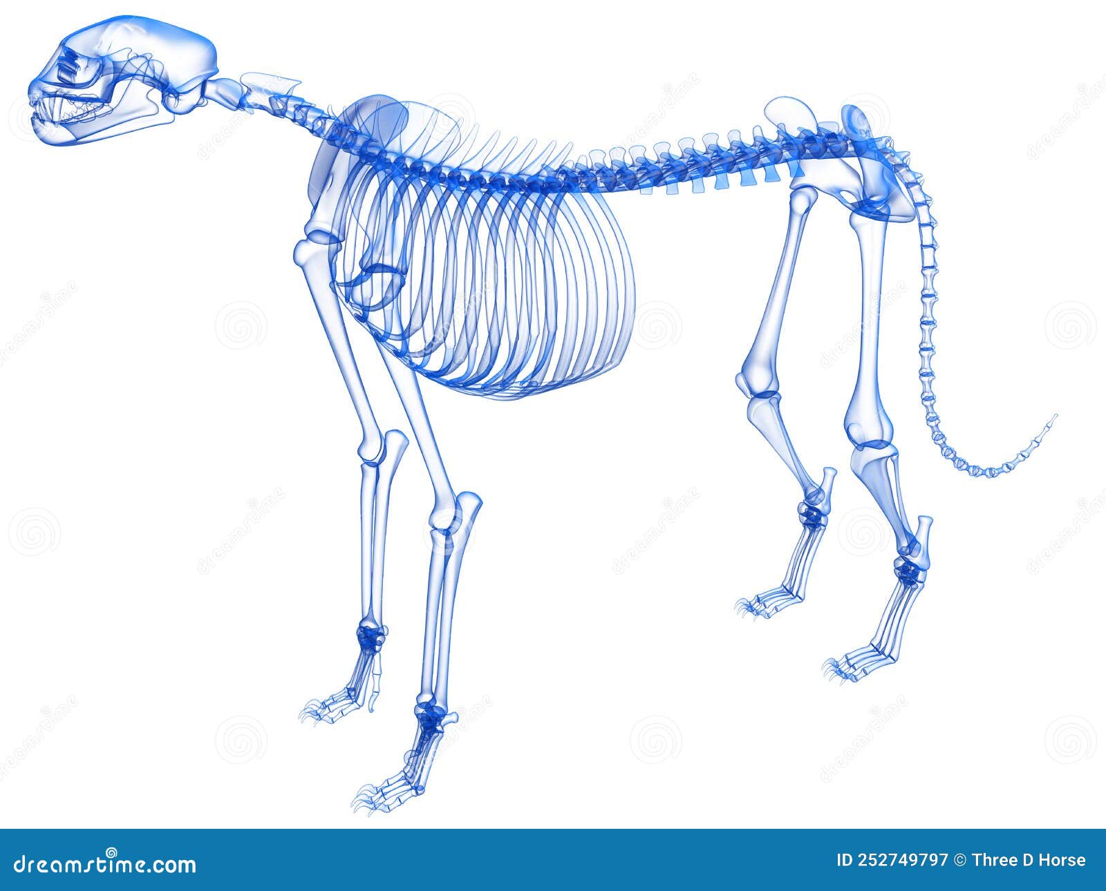 Cheetah Skeleton Transparent 3D Rendering Stock Illustration ...