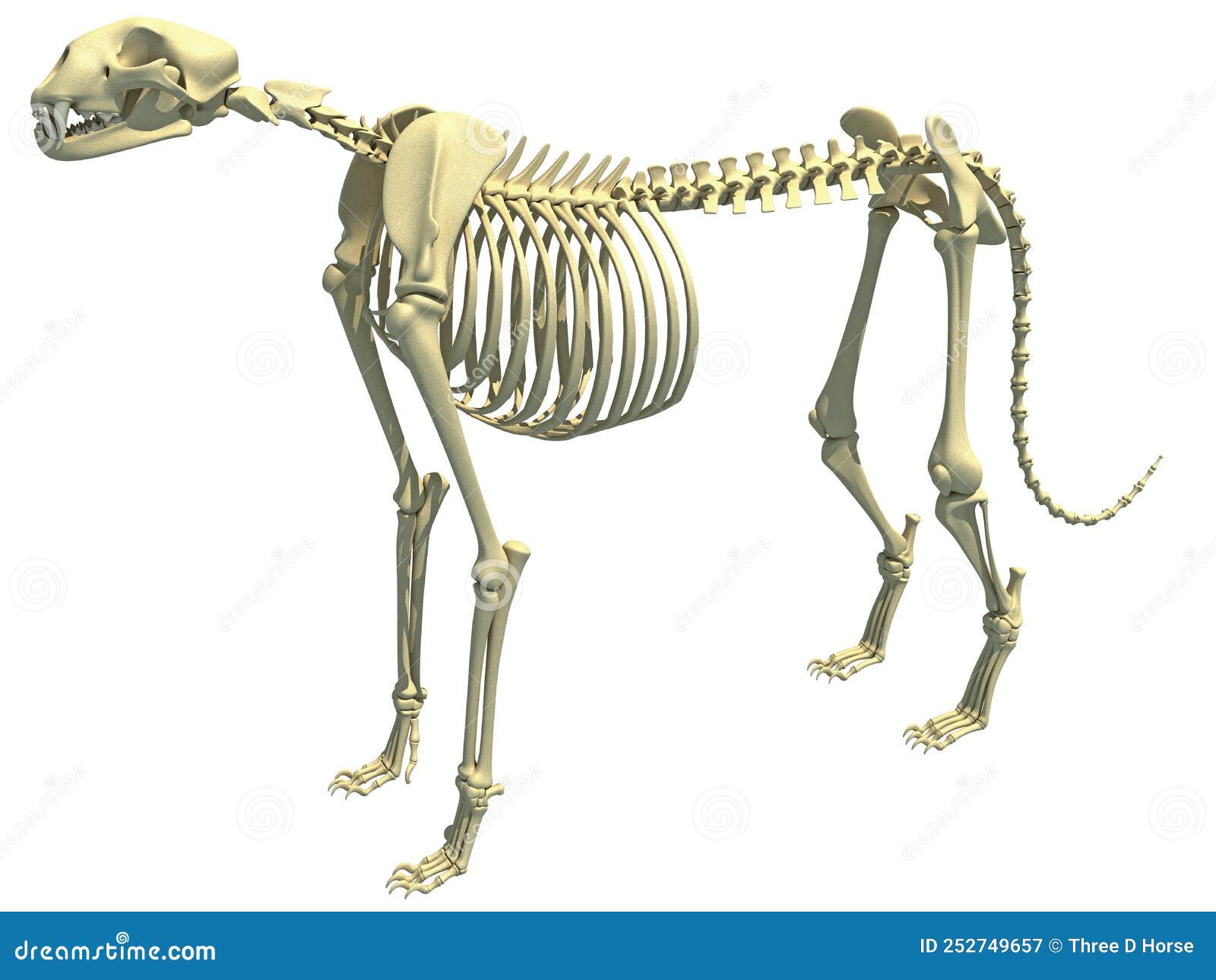 Cheetah Skeleton Anatomy 3D Rendering Stock Illustration - Illustration ...
