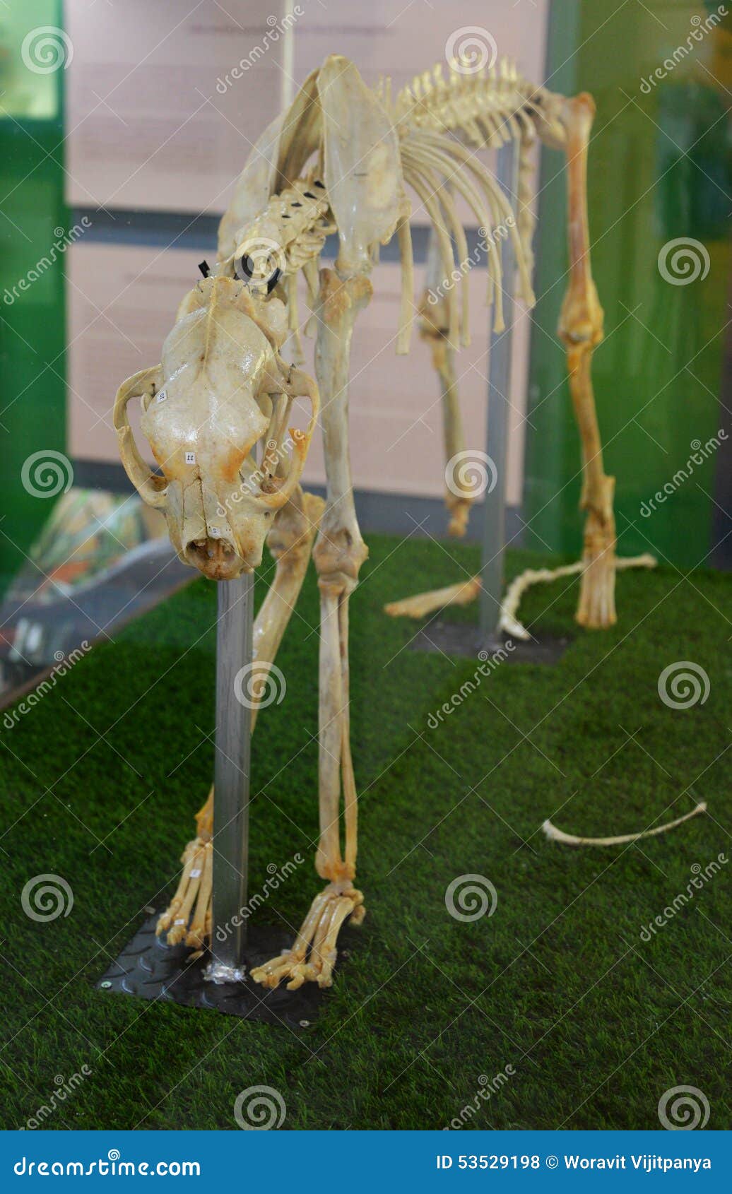 Cheetah skeleton bone editorial stock photo. Image of feline - 53529198
