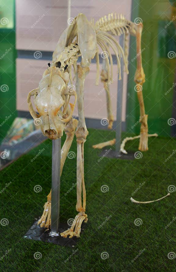 Cheetah skeleton bone editorial stock photo. Image of feline - 53529198