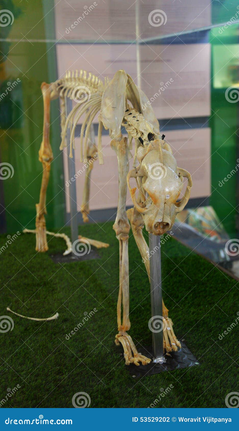 Cheetah skeleton bone stock photo. Image of beast, mammals - 53529202