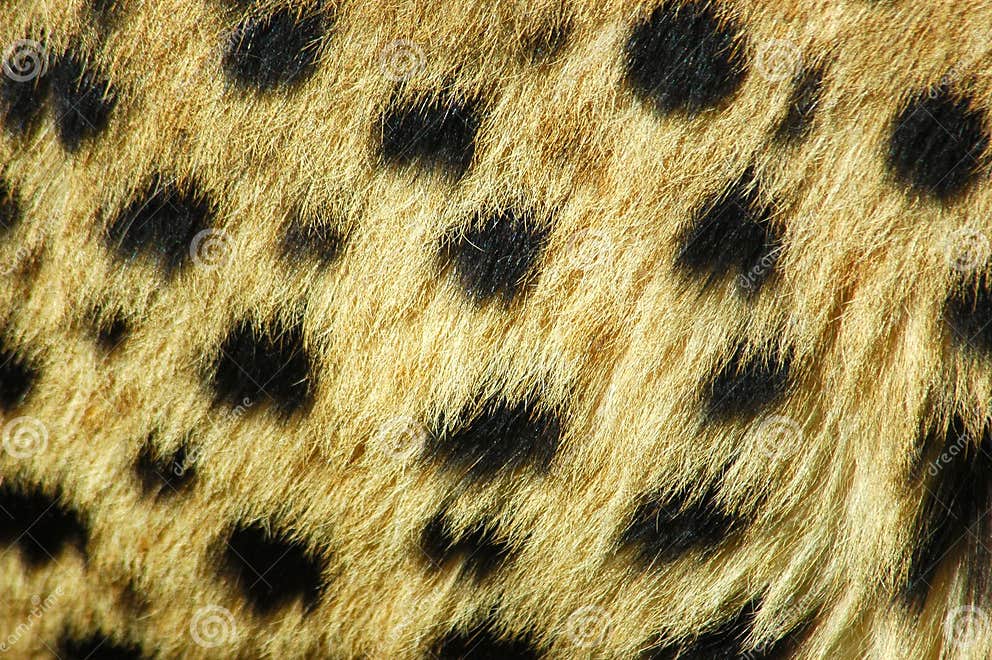 Cheetah skin stock photo. Image of mammals, africa, hair - 2880344