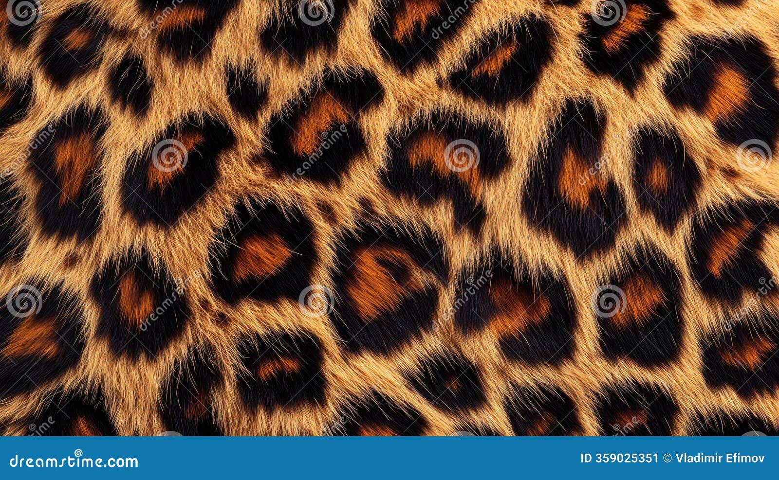 Cheetah Skin Pattern Closeup Stock Image - Image of closeup, safari ...