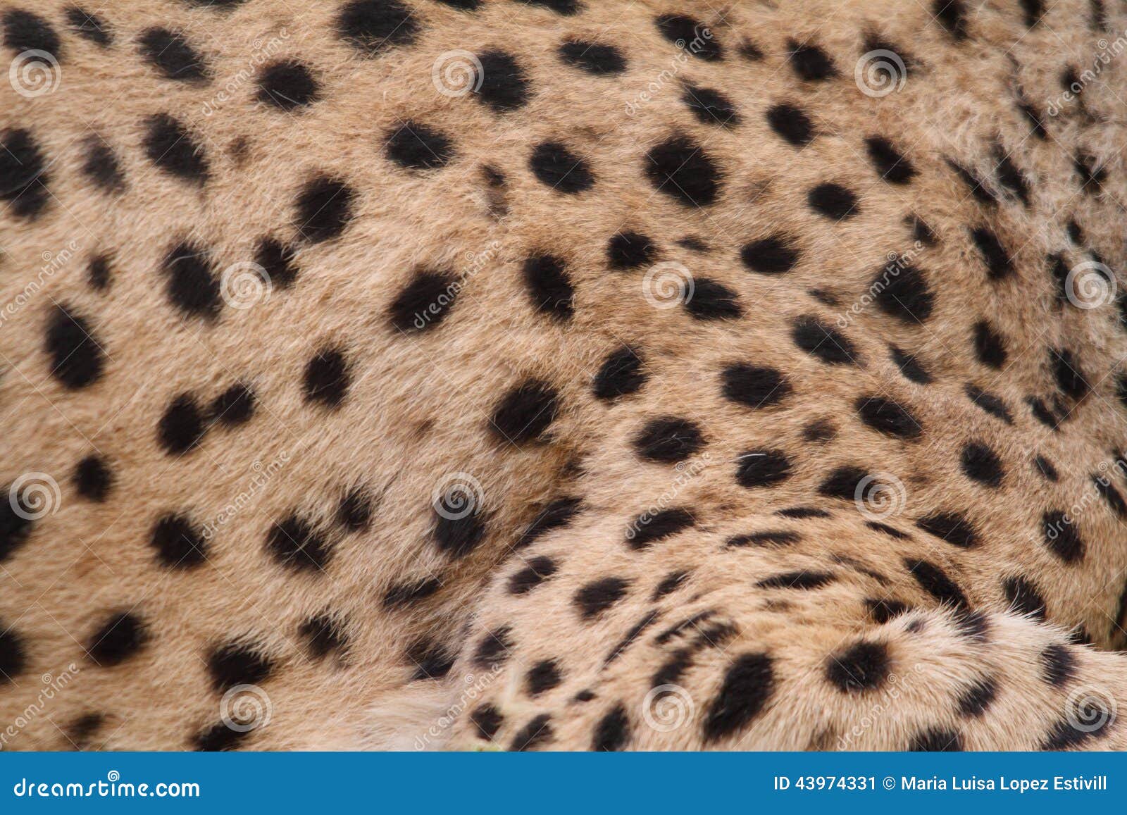 Cheetah Skin stock image. Image of feline, pattern, texture - 43974331