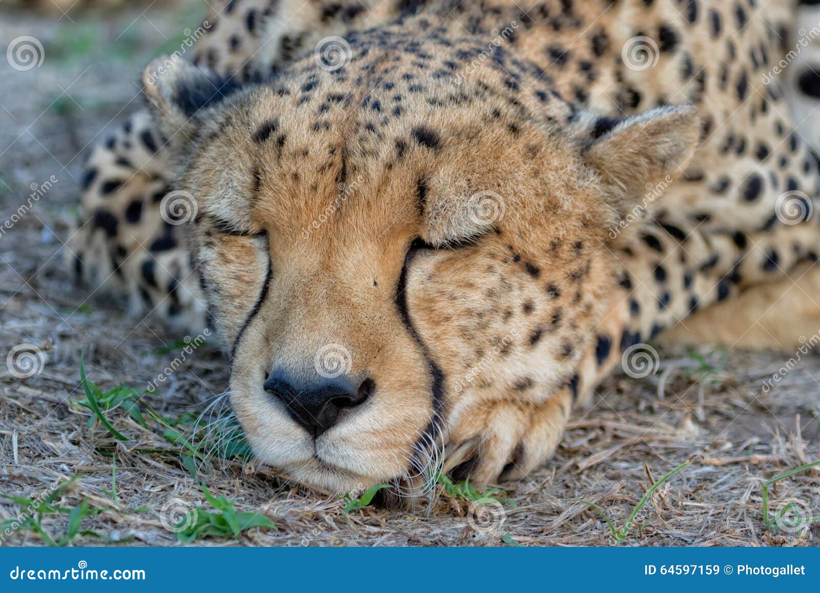 Cheetah Sleeping Under A Tree In The South African Savannah, One Of The ...