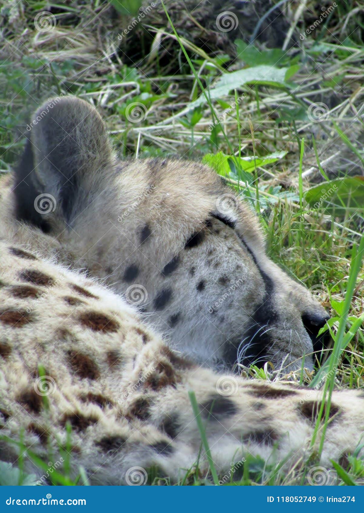 Cheetah Sleeping on the Grass. Stock Image - Image of africa, hunting ...