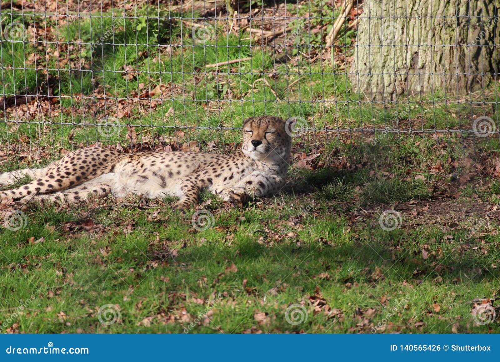 Cheetah sleeping on grass stock photo. Image of animal - 140565426