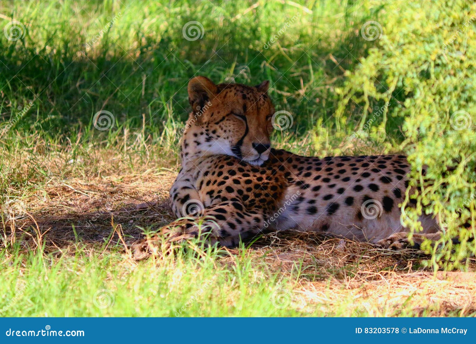 Cheetah Sleeping Under Tree Stock Photo - Image of sleep, tree: 83203578
