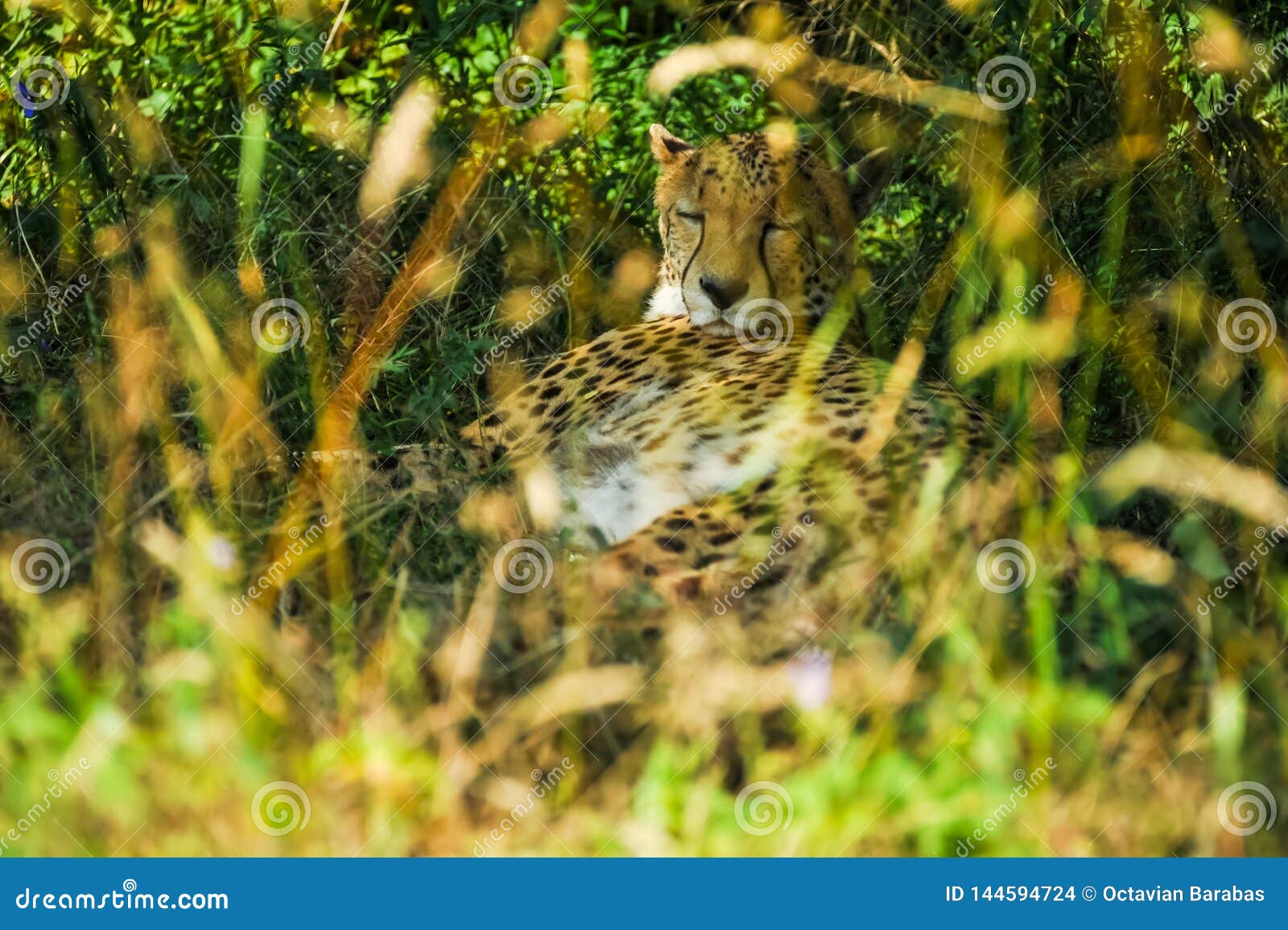 Cheetah Sleeping Under a Tree in Shadow Stock Photo - Image of ...