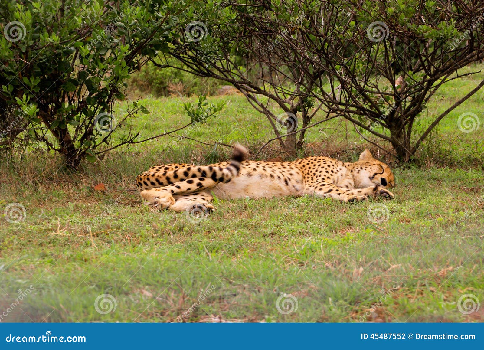 Cheetah Sleeping Under a Tree in South Africa Stock Photo - Image of ...