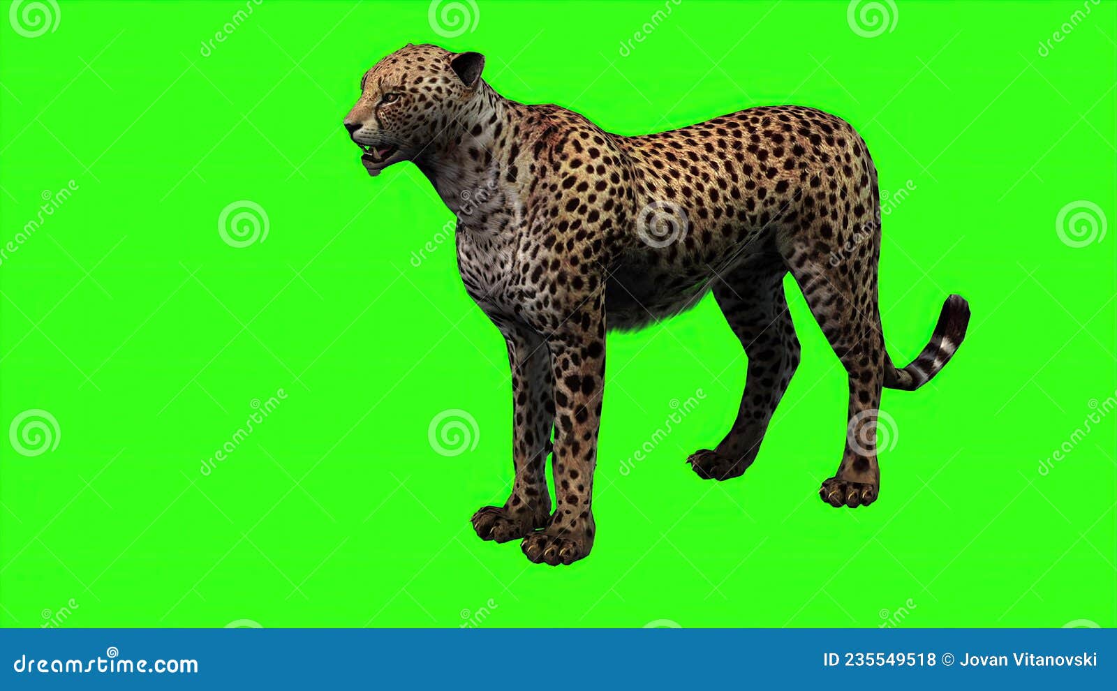Cheetah Slow Walking and on Green Screen Stock Illustration ...