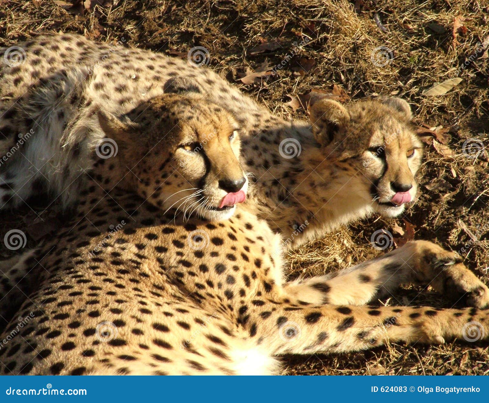 Cheetah Smile stock image. Image of pose, spots, mammal - 624083