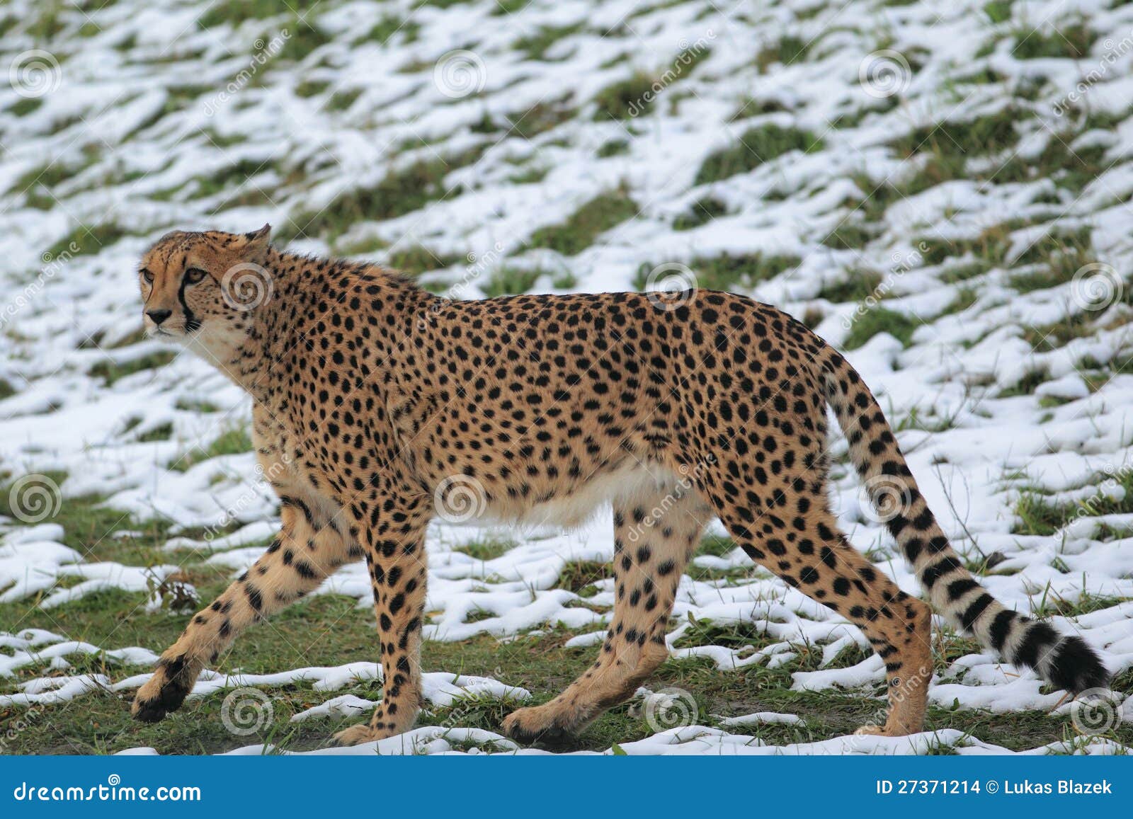 Cheetah on snow stock photo. Image of acinonyx, feline - 27371214