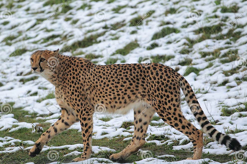 Cheetah on snow stock photo. Image of acinonyx, feline - 27371214