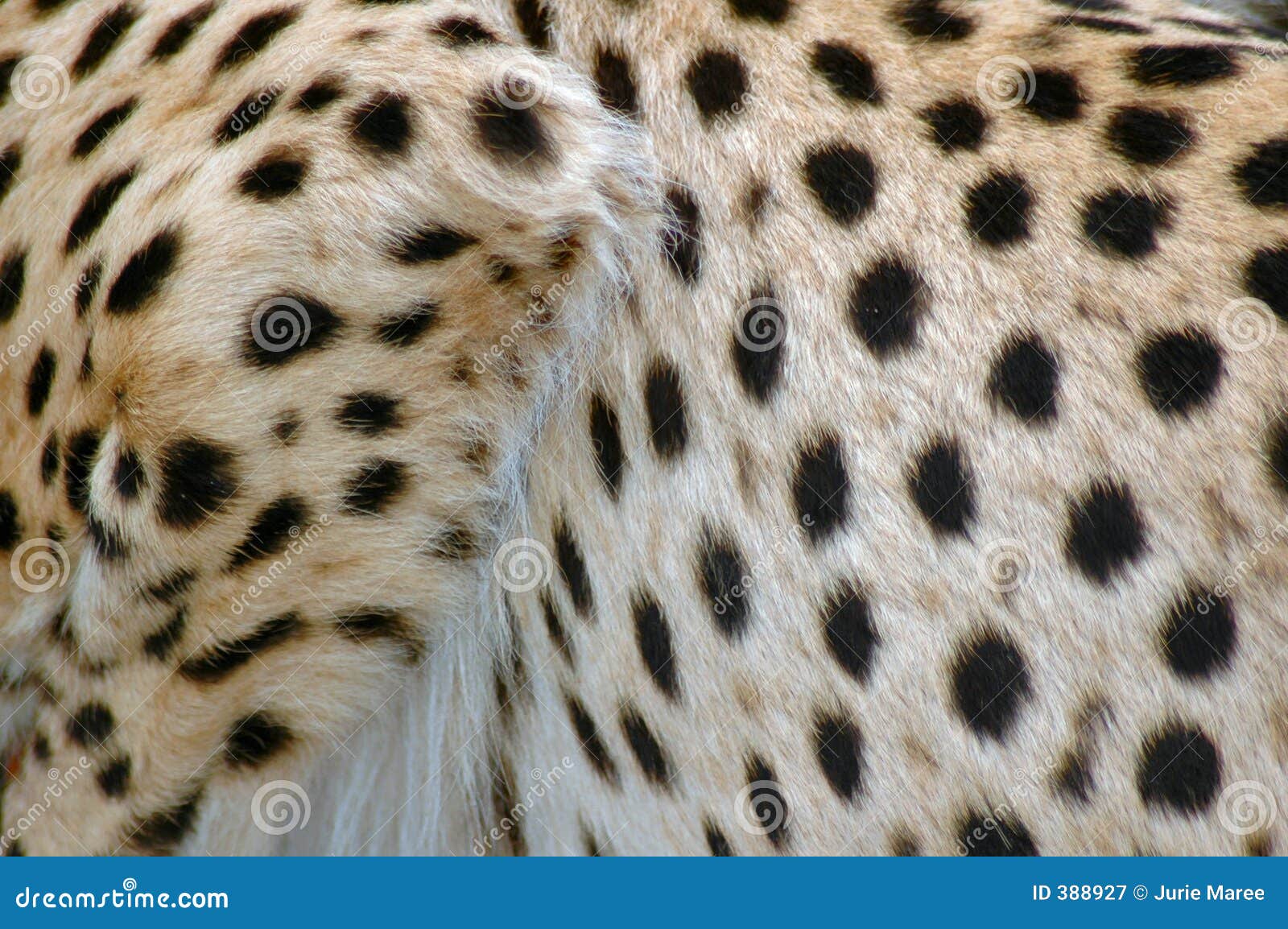 Cheetah Spots. Royalty Free Stock Photography - Image: 388927