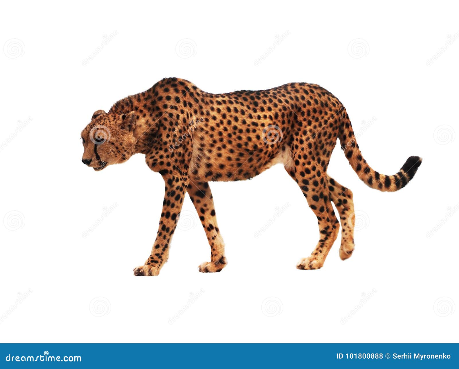 Cheetah Spotted Isolated at White Stock Photo - Image of predator ...