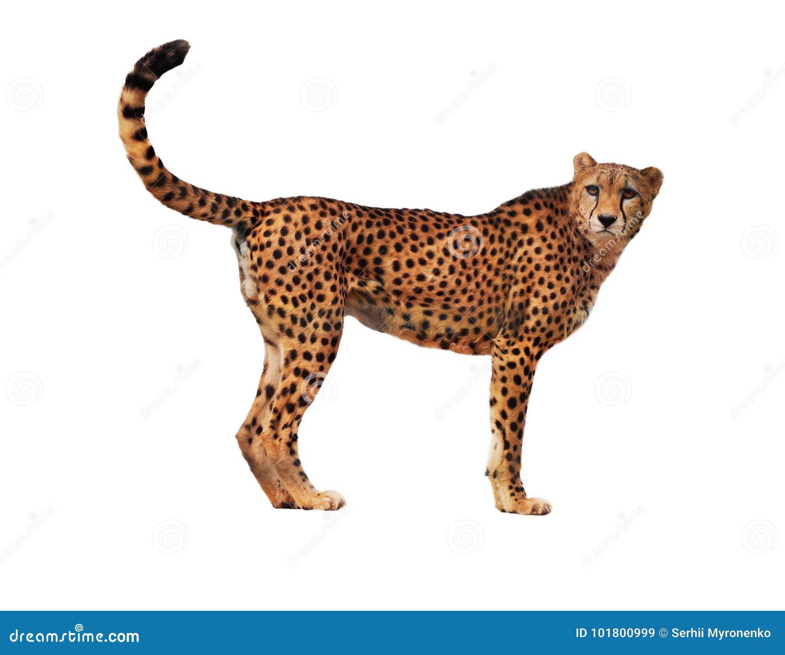 Cheetah Spotted Isolated at White Stock Image - Image of cutout, front ...