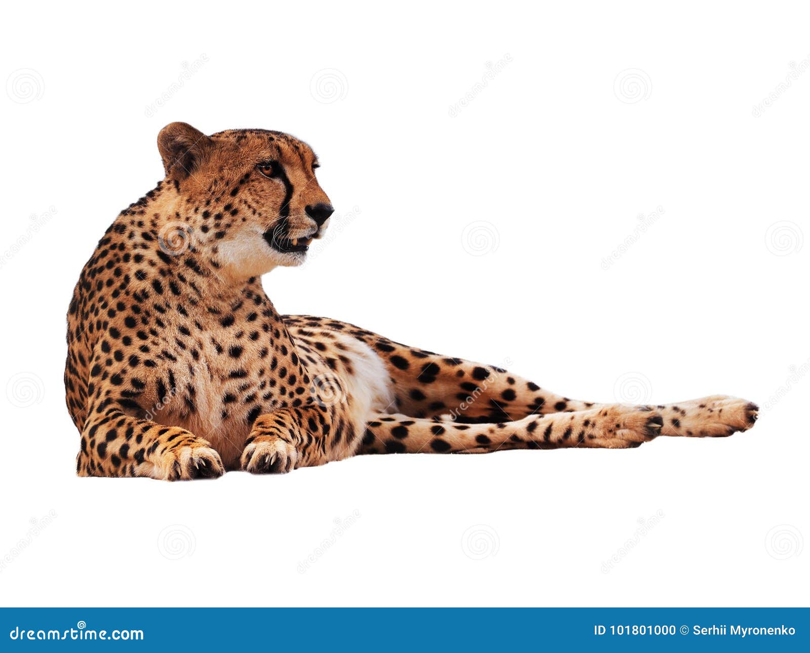 Cheetah Spotted Isolated at White Stock Photo - Image of spots ...