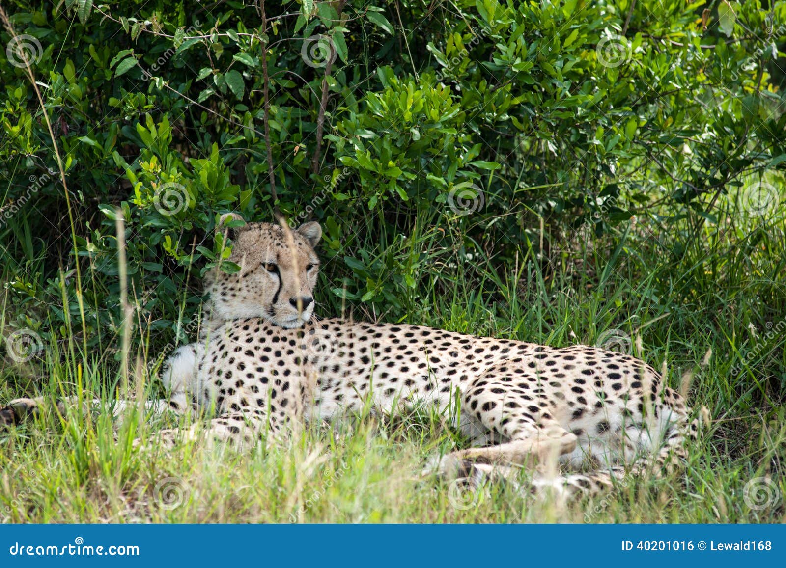 Cheetah stock photo. Image of wildlife, gepard, africa - 40201016