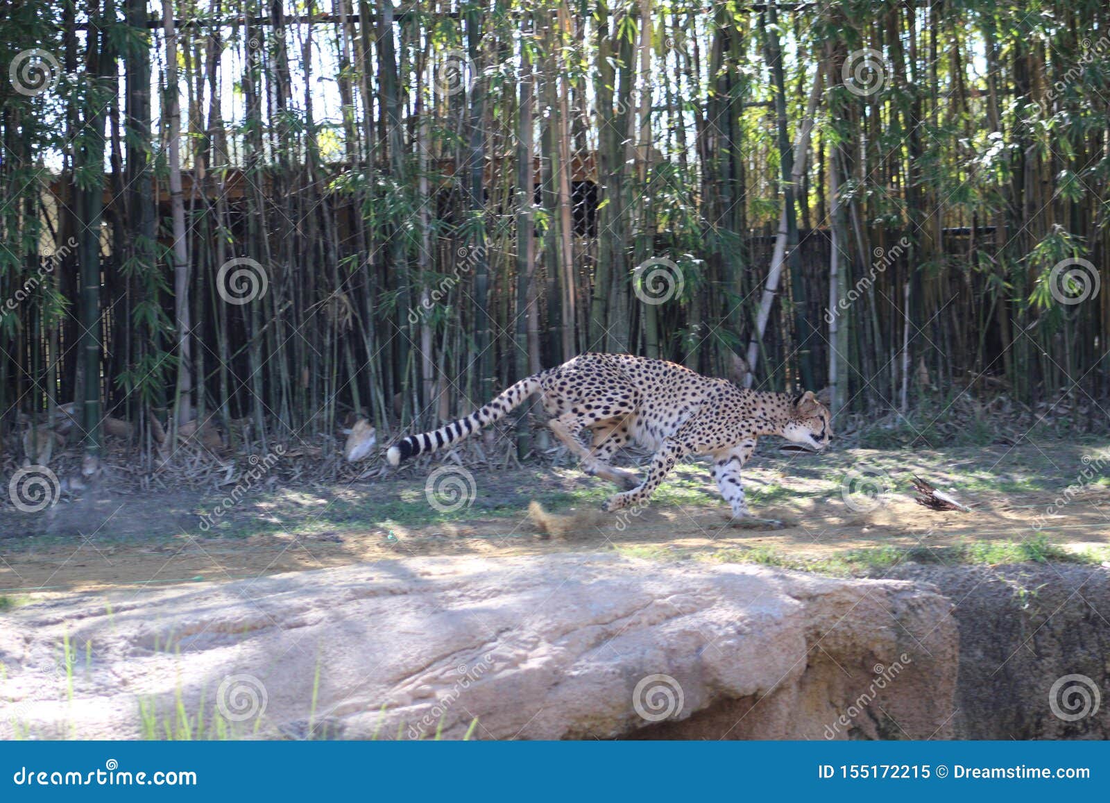 Cheetah sprinting turning stock image. Image of cheetah - 155172215