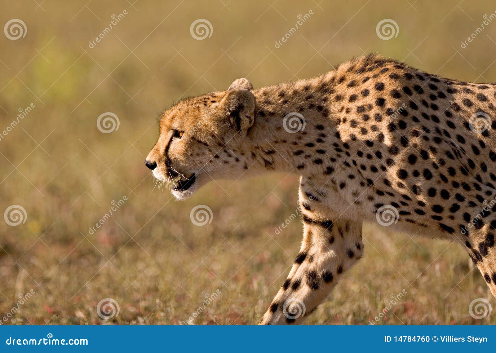 Cheetah Running Side View