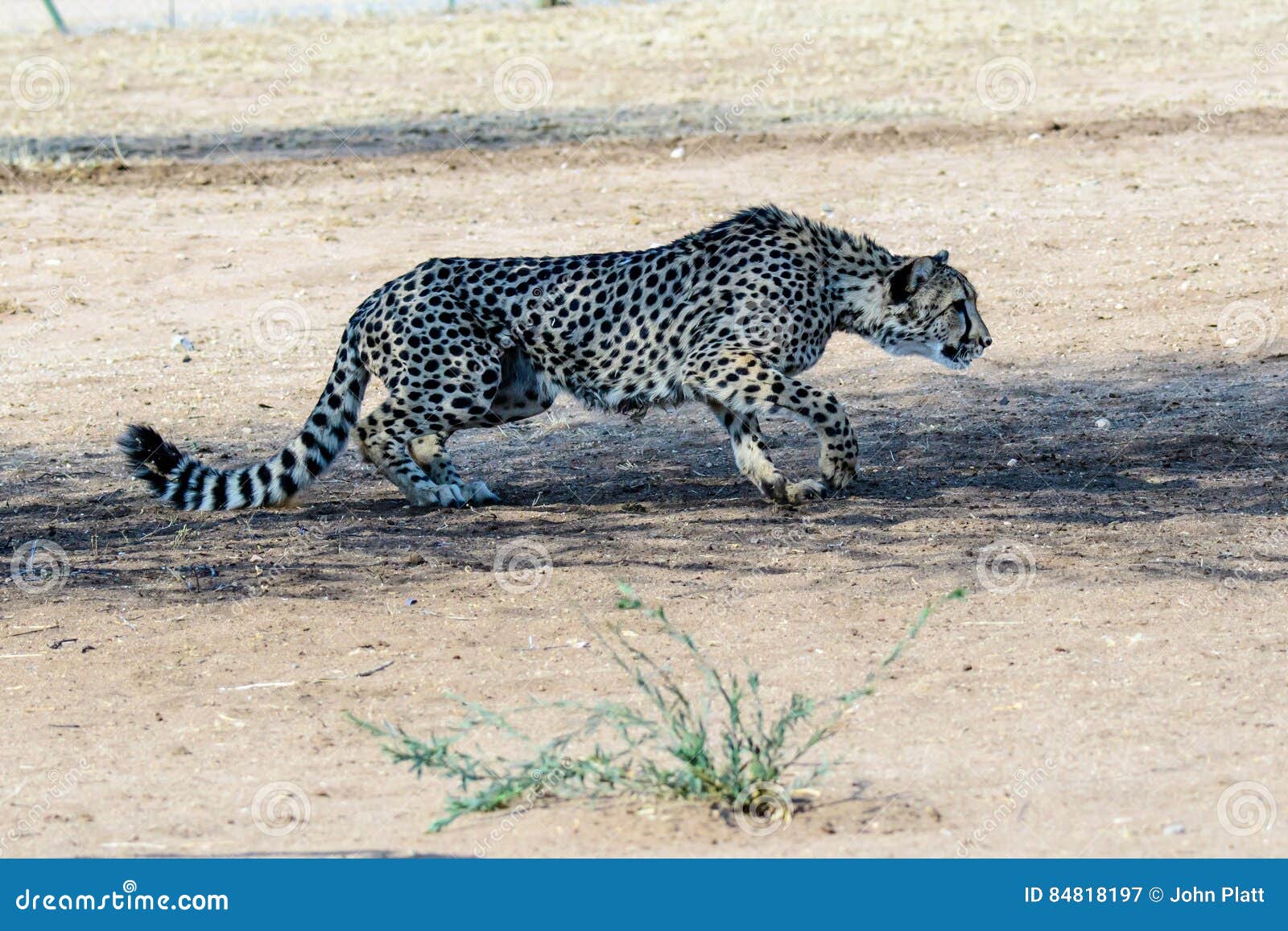 Cheetah stalking its prey stock image. Image of mammals - 84818197
