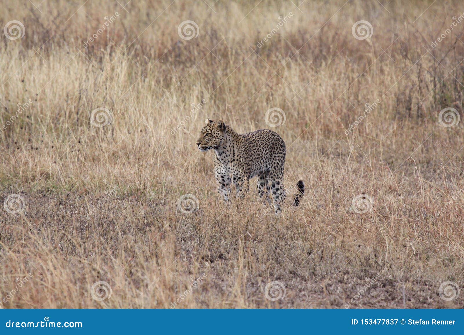 Cheetah on stalking stock image. Image of hunt, animal - 153477837