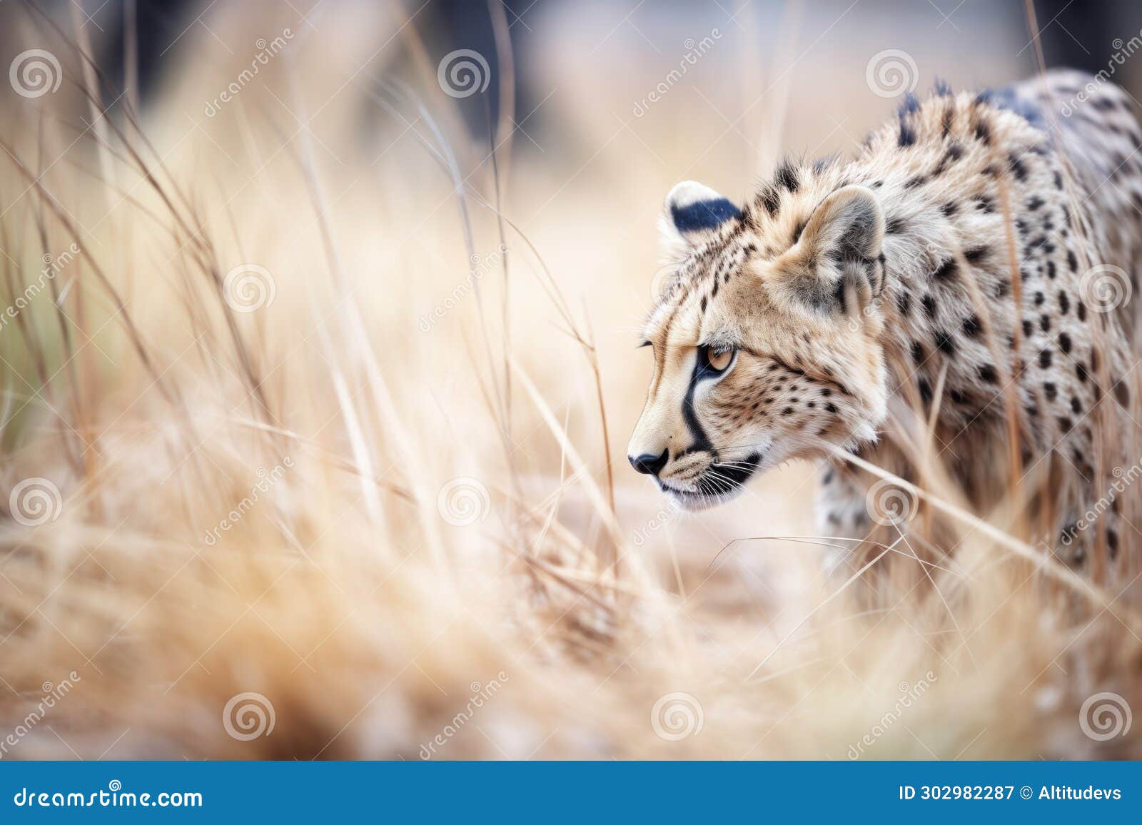 Cheetah Stalking Prey in Bushland Stock Image - Image of area, wildlife ...