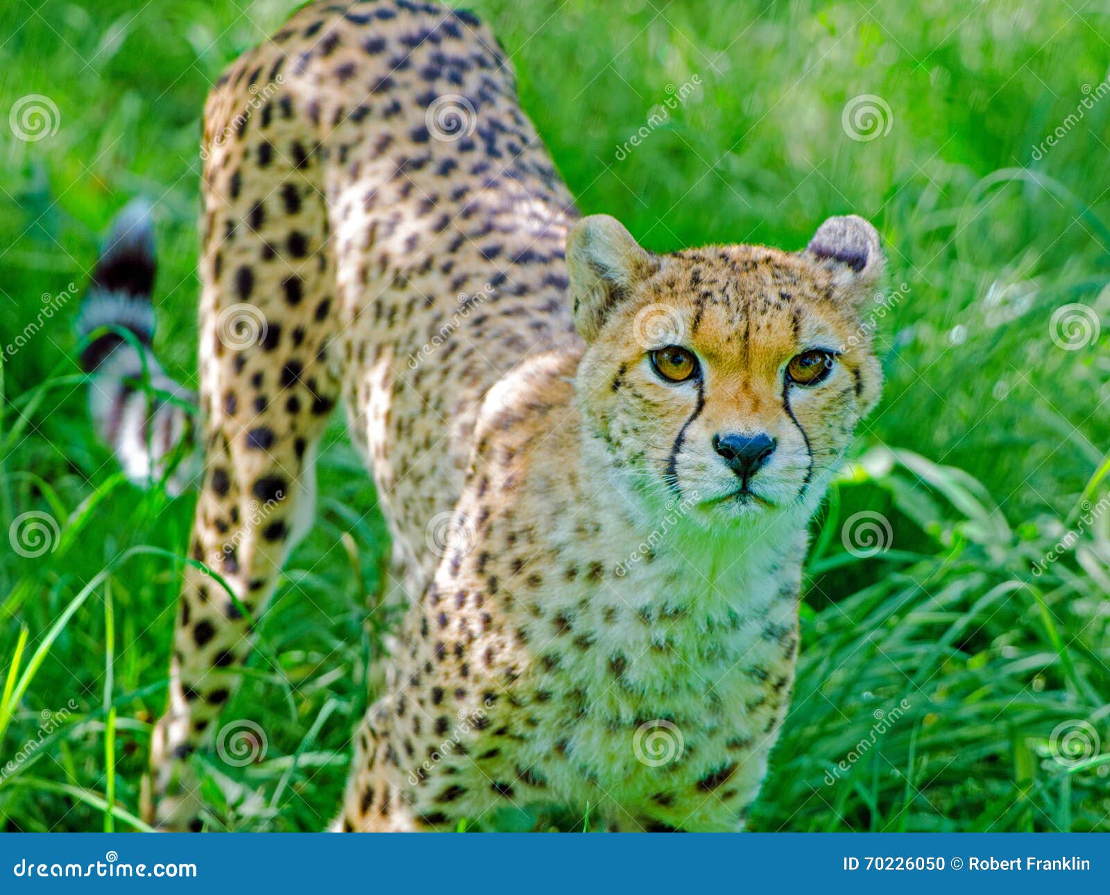 Cheetah stock photo. Image of grassland, vulnerable, ecosystem - 70226050