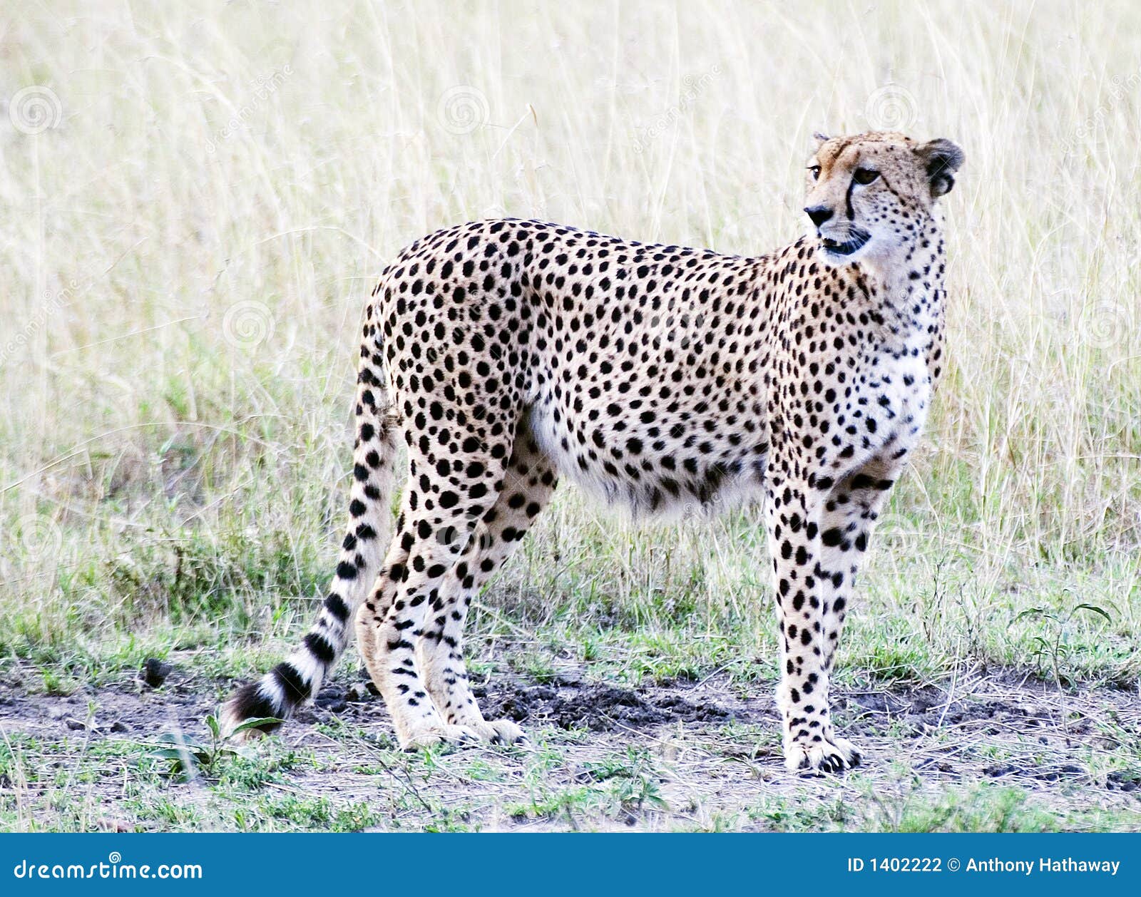 Cheetah Standing stock photo. Image of spots, cheetah - 1402222