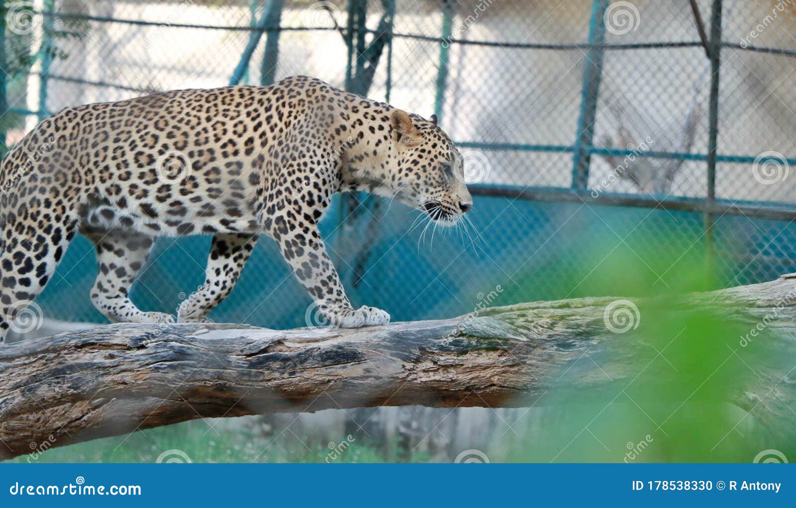 A Cheetah Standing on a Dead Tree in a Zoo Stock Photo - Image of tree ...