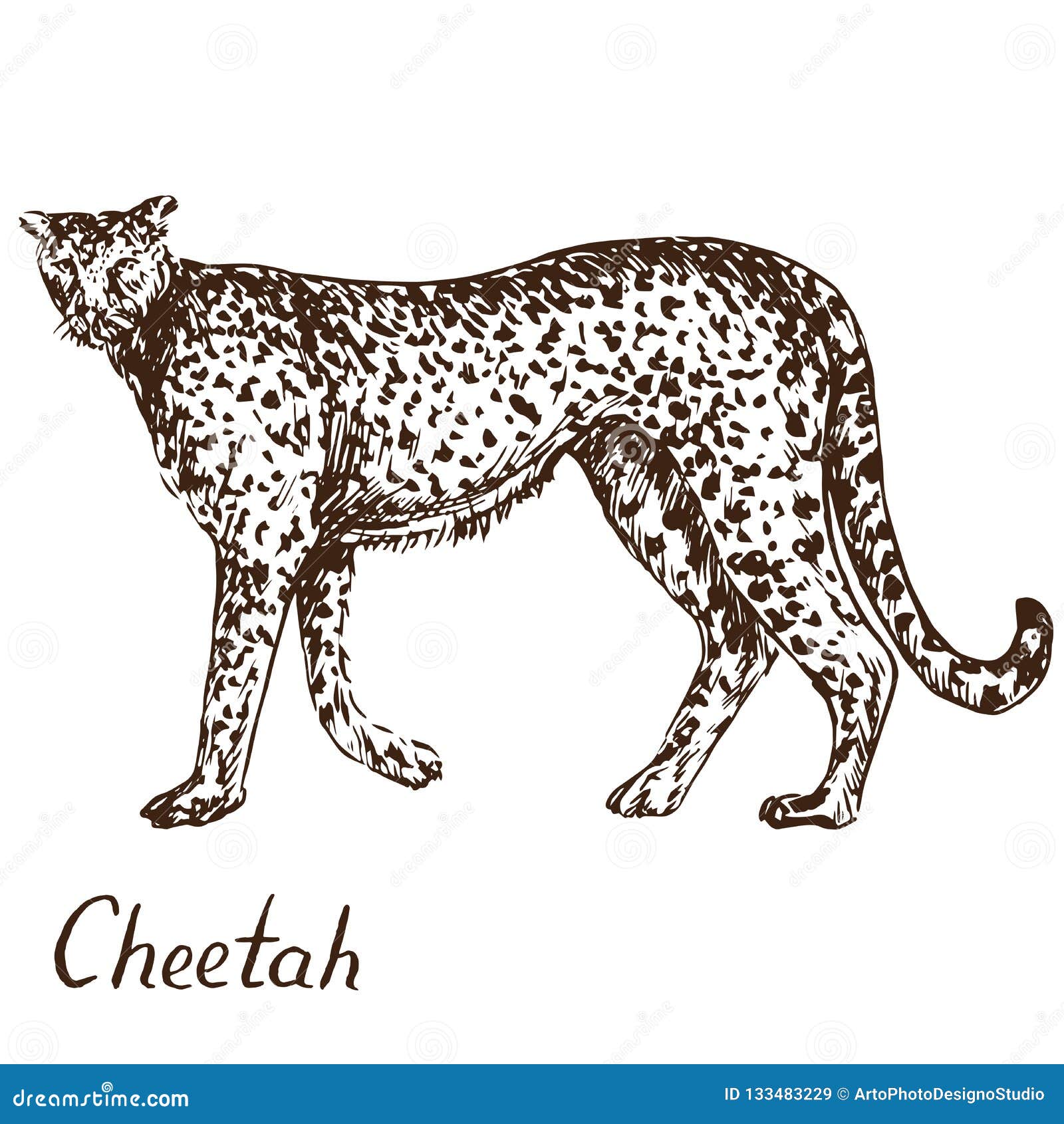 Cheetah Standing, Hand Drawn Doodle, Sketch Stock Vector - Illustration ... Cheetah Standing, Hand Drawn Doodle, Sketch Stock Vector - Illustration ...