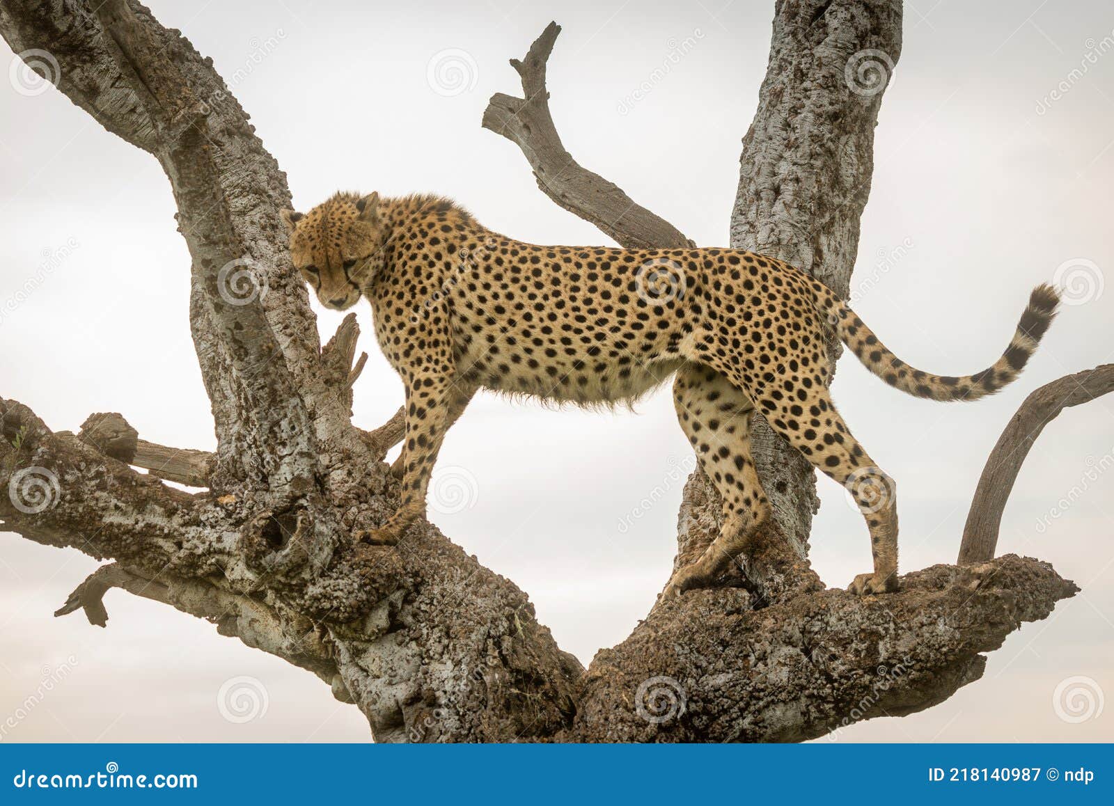 Cheetah Standing in Old Tree Looking Down Stock Image - Image of kenya ...