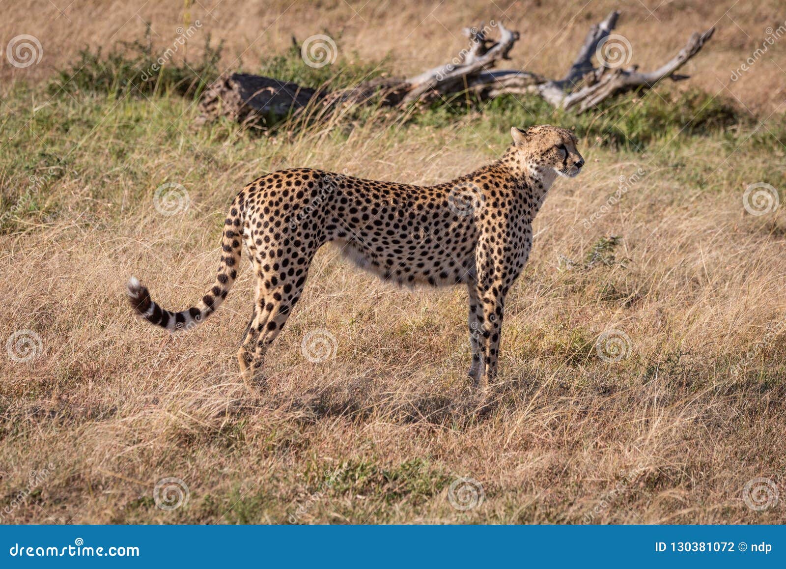 Cheetah Standing in Profile on Grassy Plain Stock Photo - Image of ...