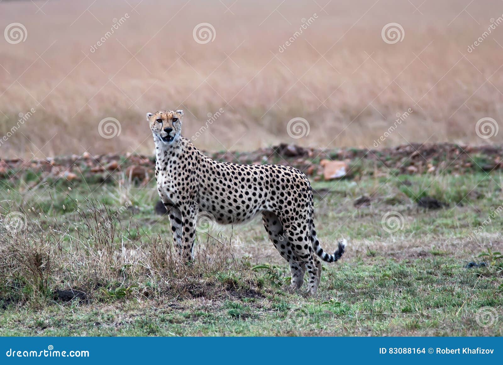 Cheetah Standing in the Savannah and Looking Out for Prey Stock Photo ...