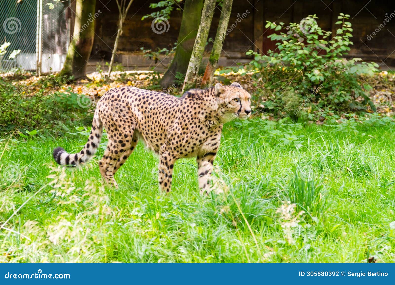 Cheetah Standing Sideways in Sunlight Stock Photo - Image of vulnerable ...