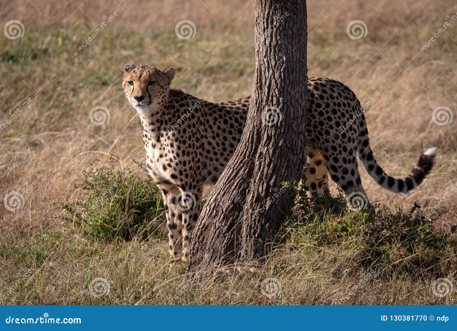 Cheetah Stands Behind Tree in Long Grass Stock Photo - Image of stands ...