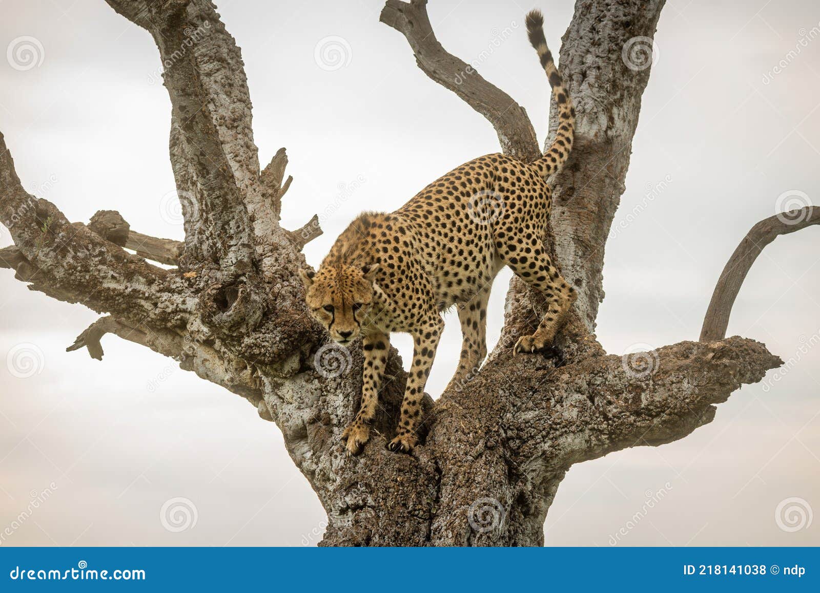 Cheetah Stands in Gnarled Tree Looking Down Stock Photo - Image of ...