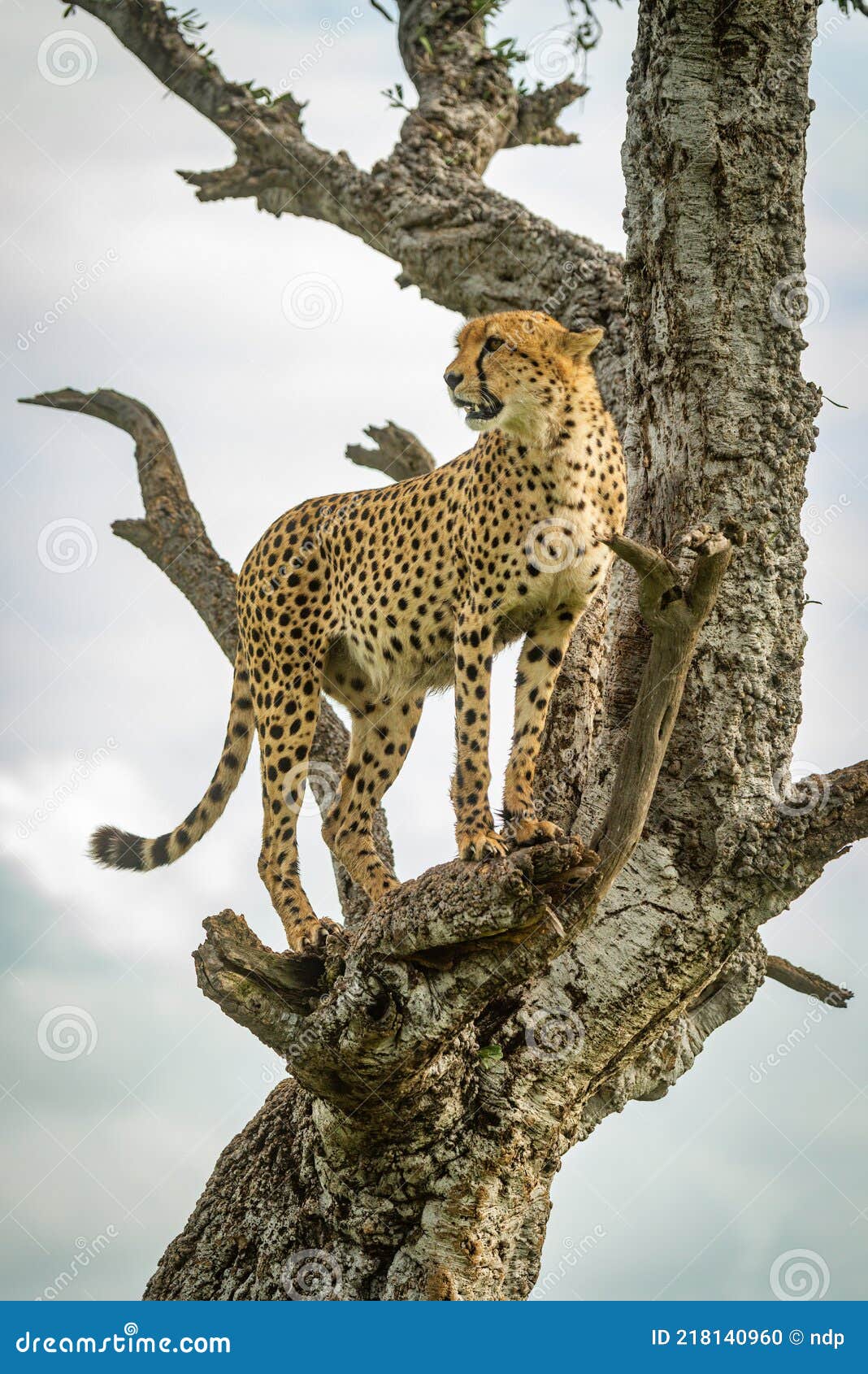 Cheetah Stands in Gnarled Tree Turning Head Stock Photo - Image of ...