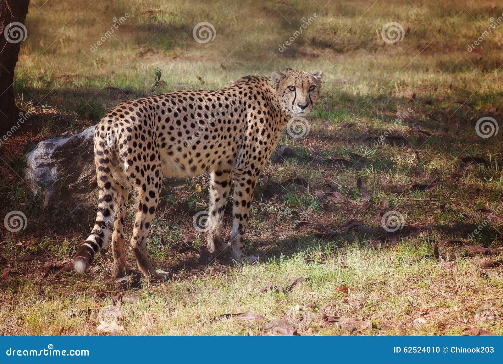 Cheetah stock photo. Image of fauna, water, hunter, safari - 62524010