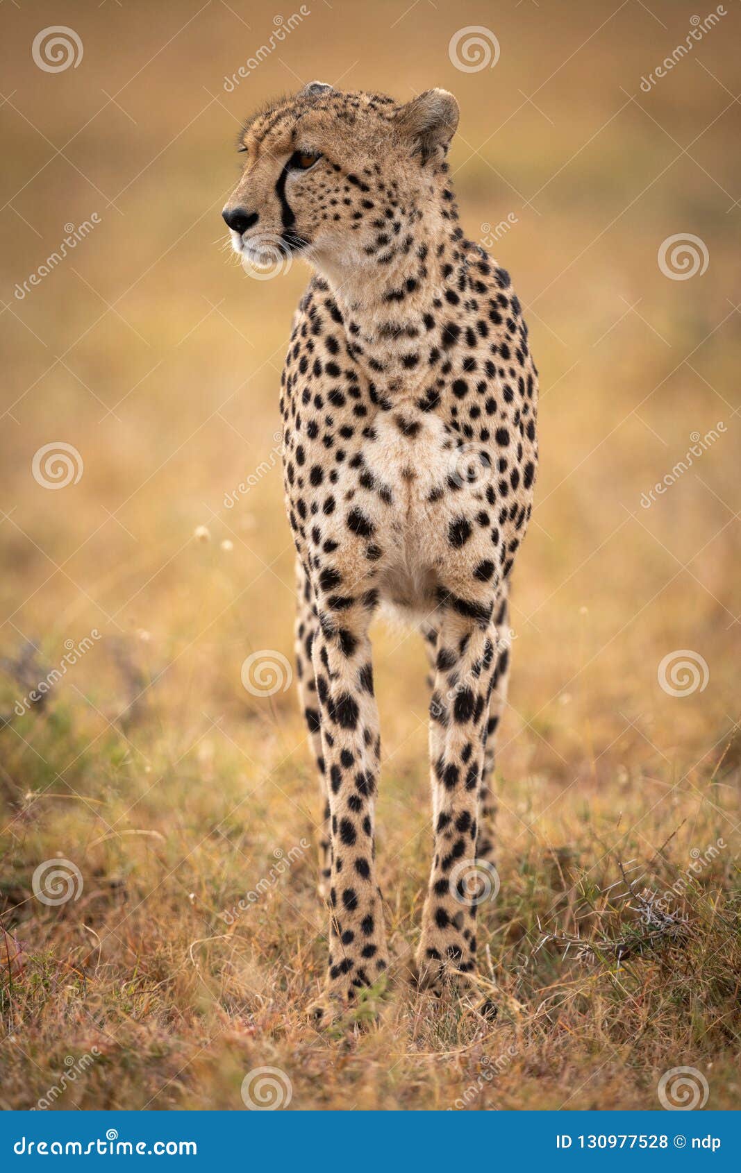 Cheetah Stands in Grassy Plain Turning Head Stock Photo - Image of ...