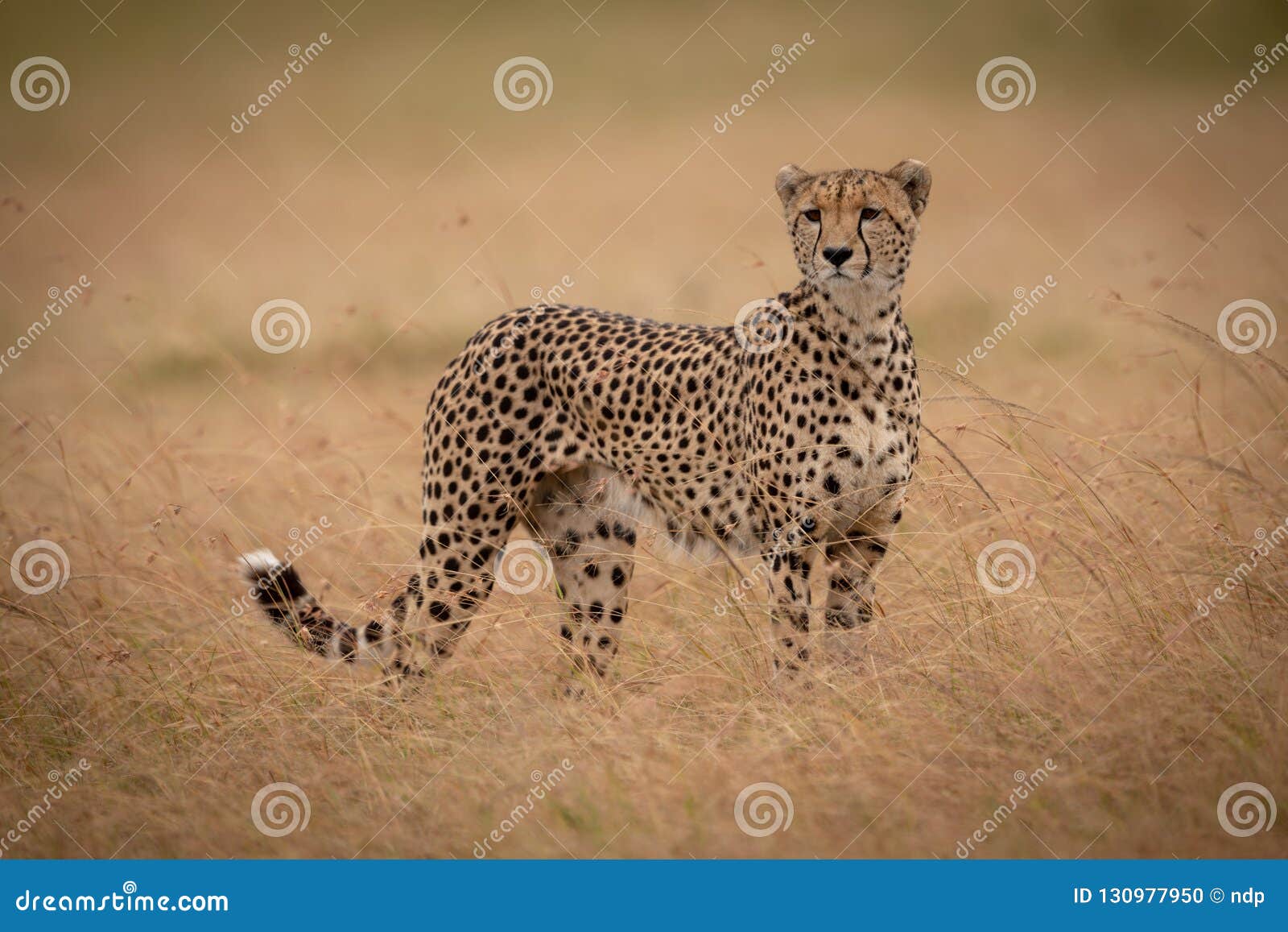 Cheetah Stands in Long Grass Turning Head Stock Photo - Image of masai ...