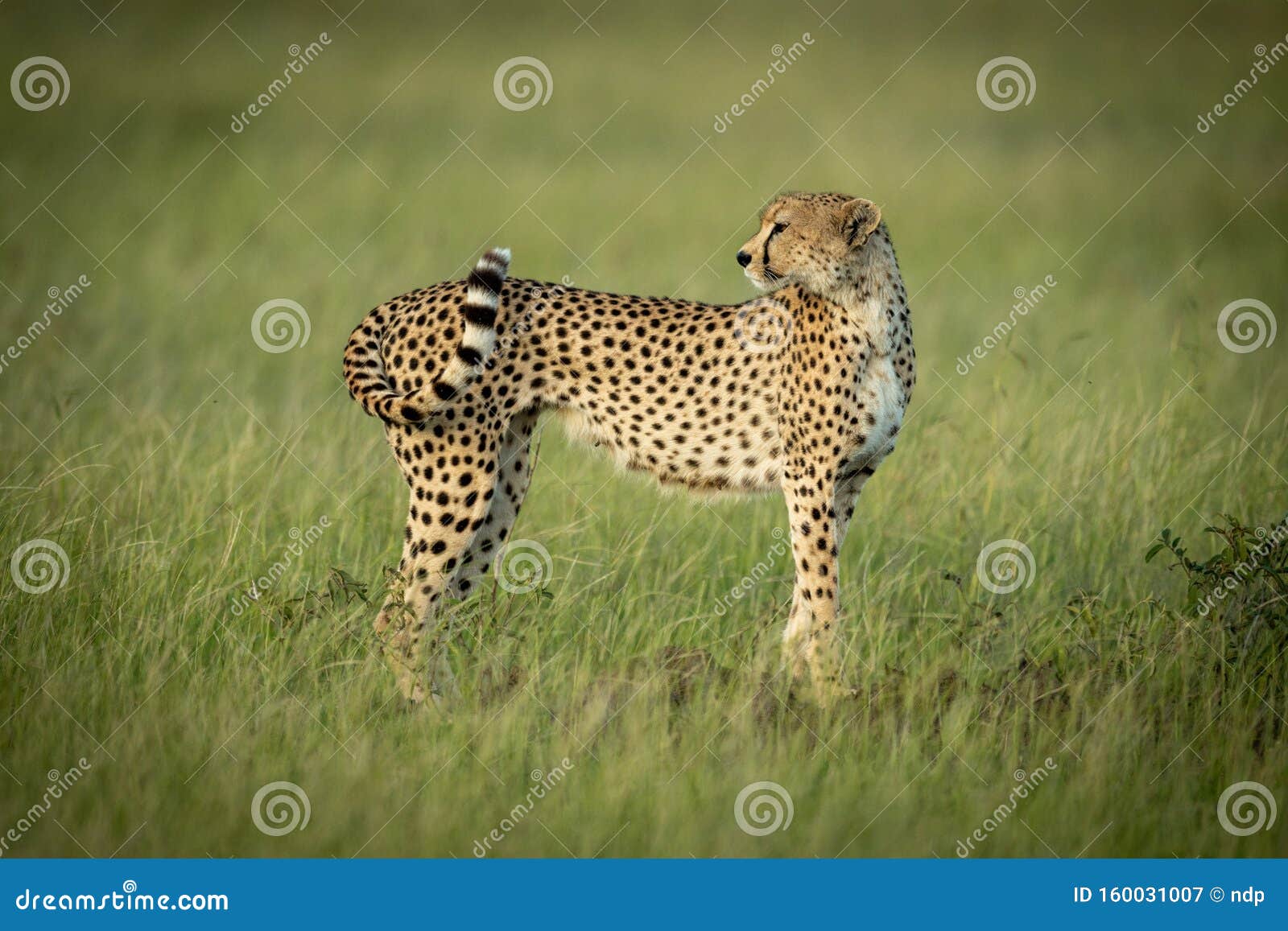 Cheetah Stands Looking Back in Long Grass Stock Image - Image of family ...
