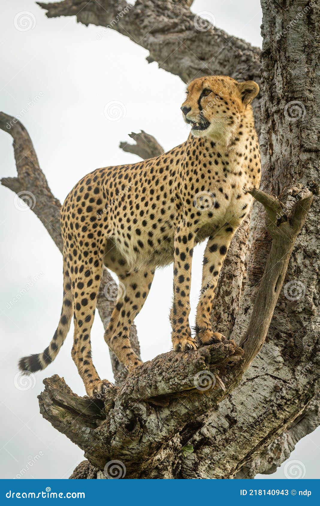 Cheetah Stands in Twisted Tree Turning Head Stock Image - Image of ...