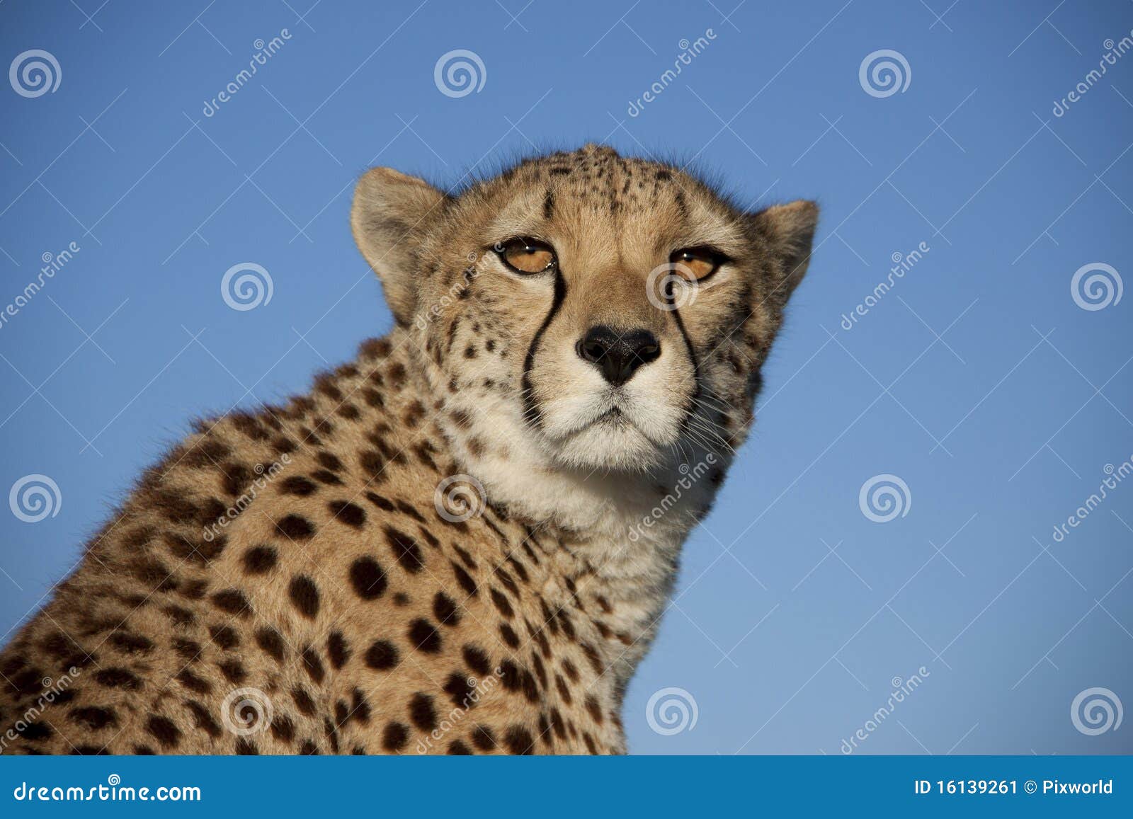 Cheetah in the sunset stock image. Image of kenya, freedom - 16139261