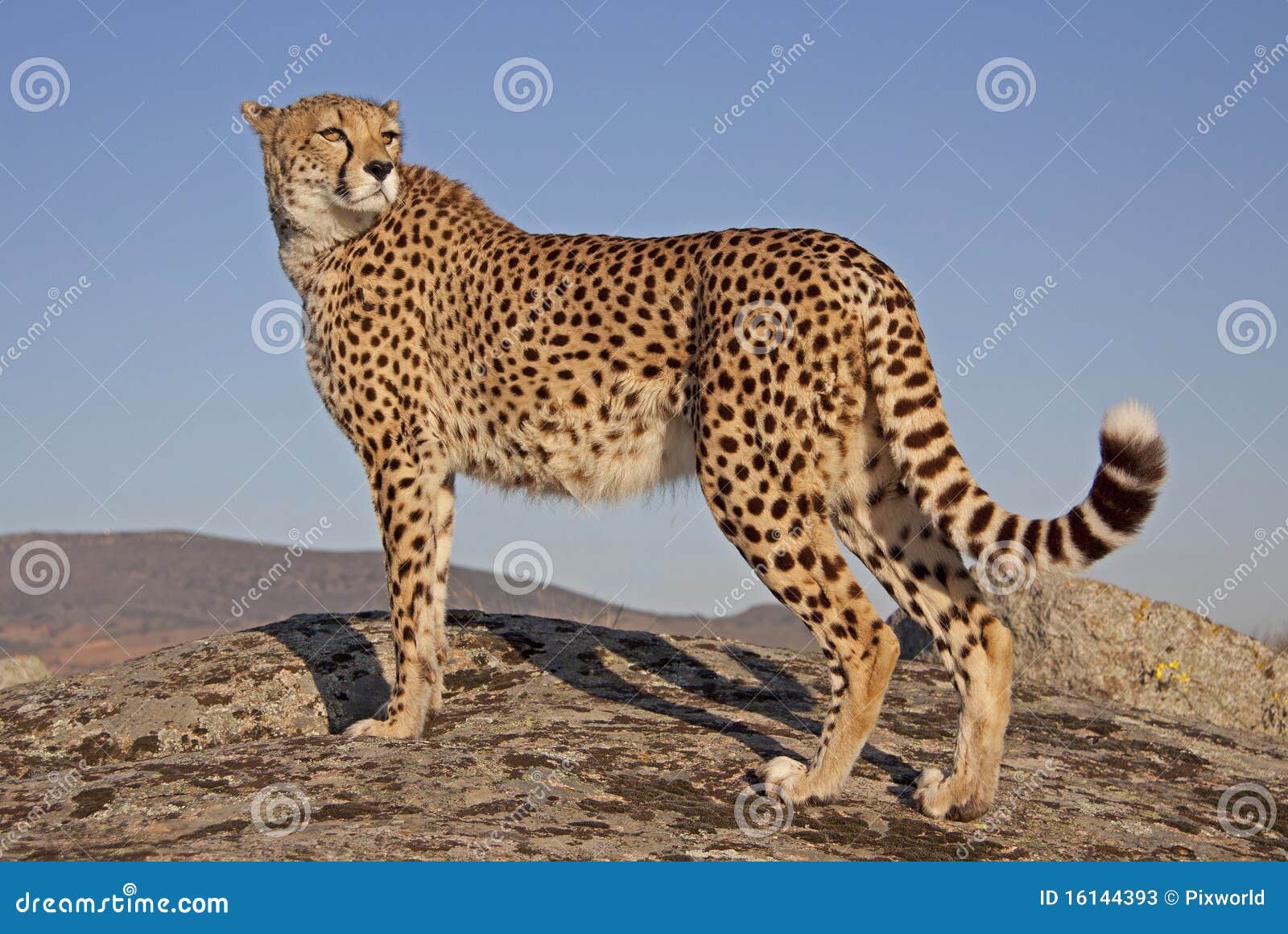 Cheetah in the sunset stock image. Image of carnivore - 16144393