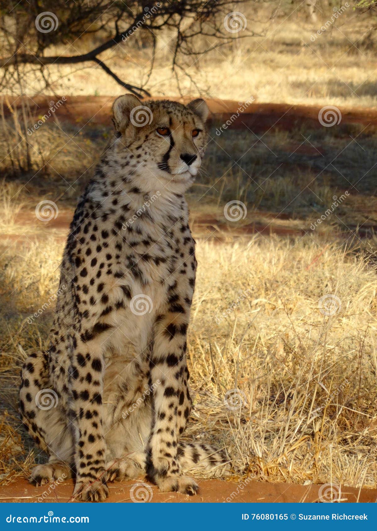 Male Cheetah at Sunset in Grass in Namibia Stock Image - Image of ...