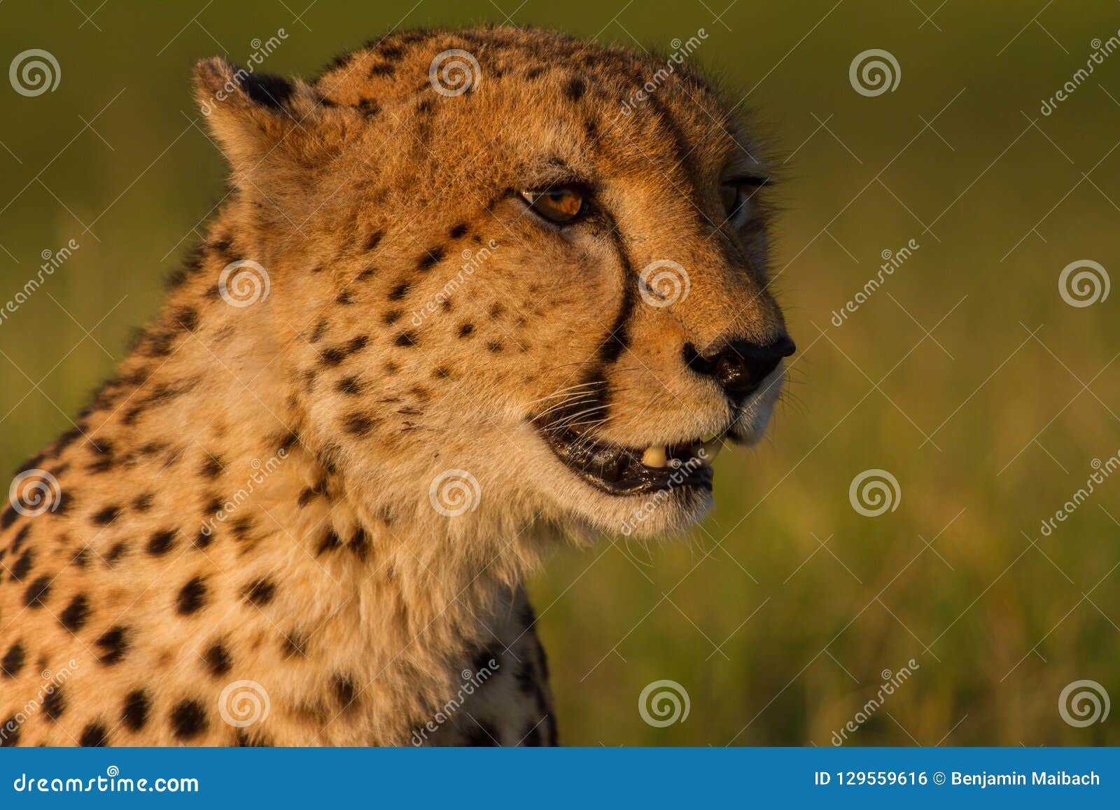 Golden Cheetah Head at Sunset Stock Photo - Image of sunlit, portrait ...