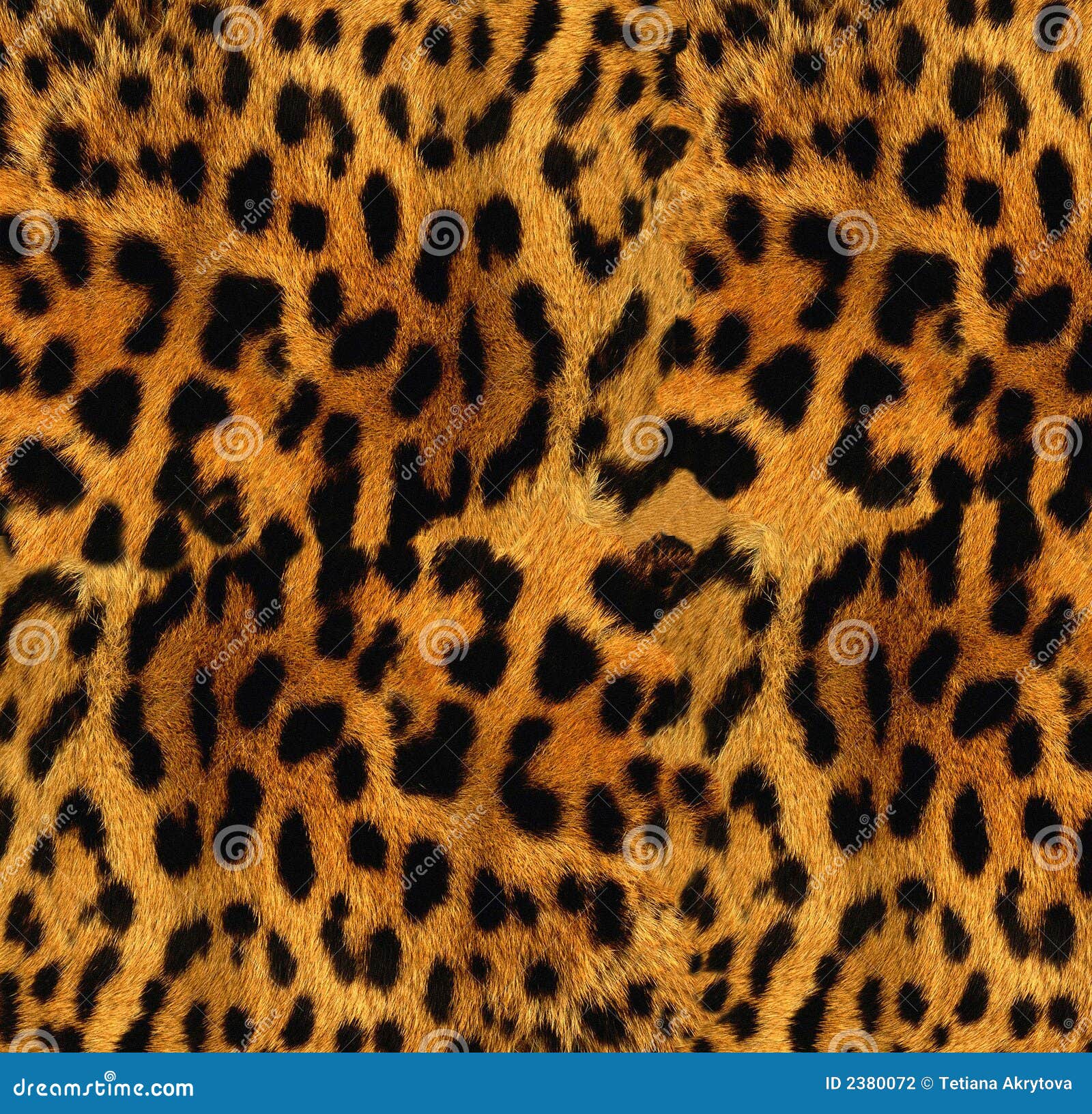 Cheetah texture stock photo. Image of cheetah, fuzzy, hairy - 2380072