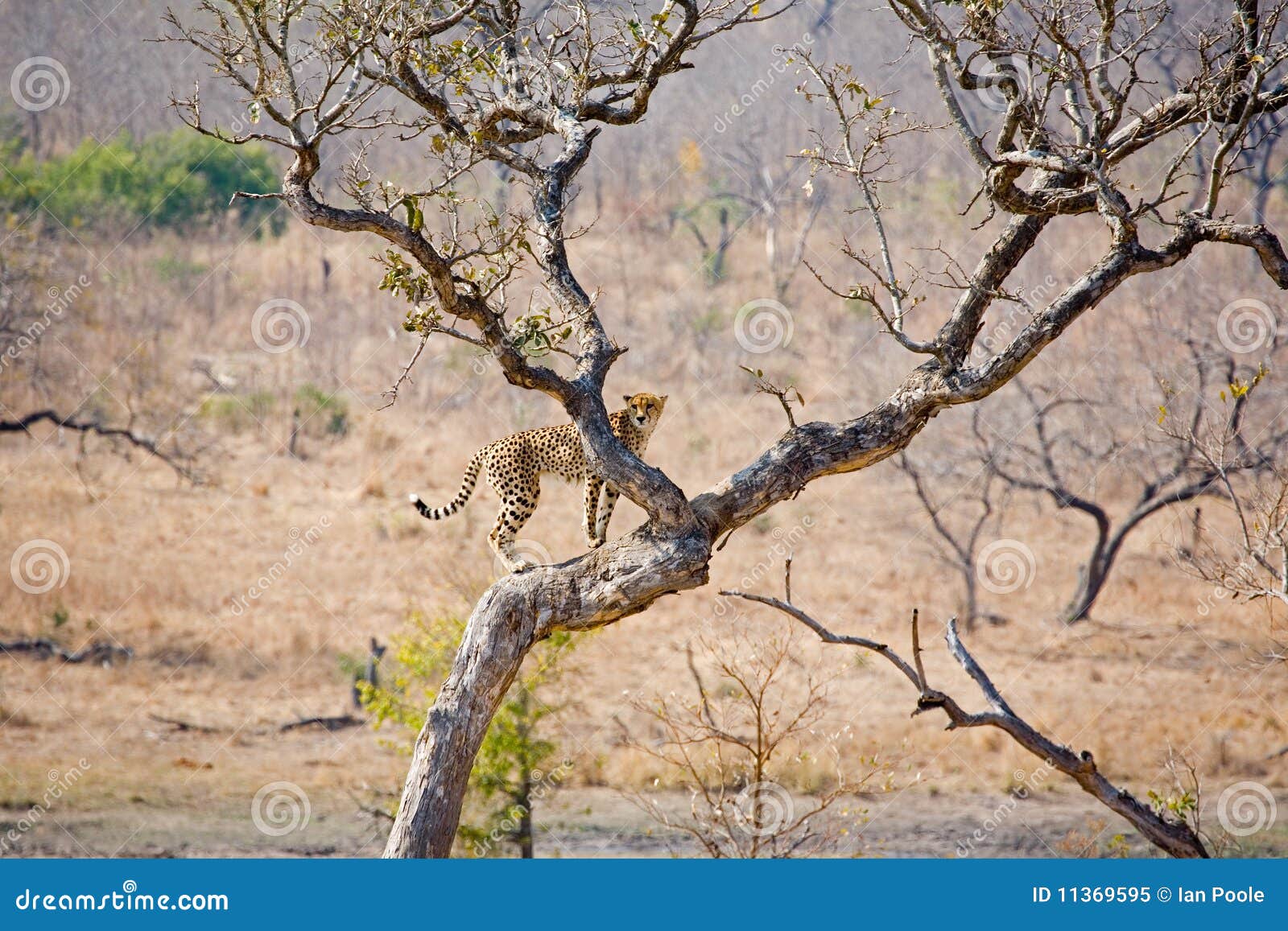 Cheetah in tree stock image. Image of africa, mammal - 11369595